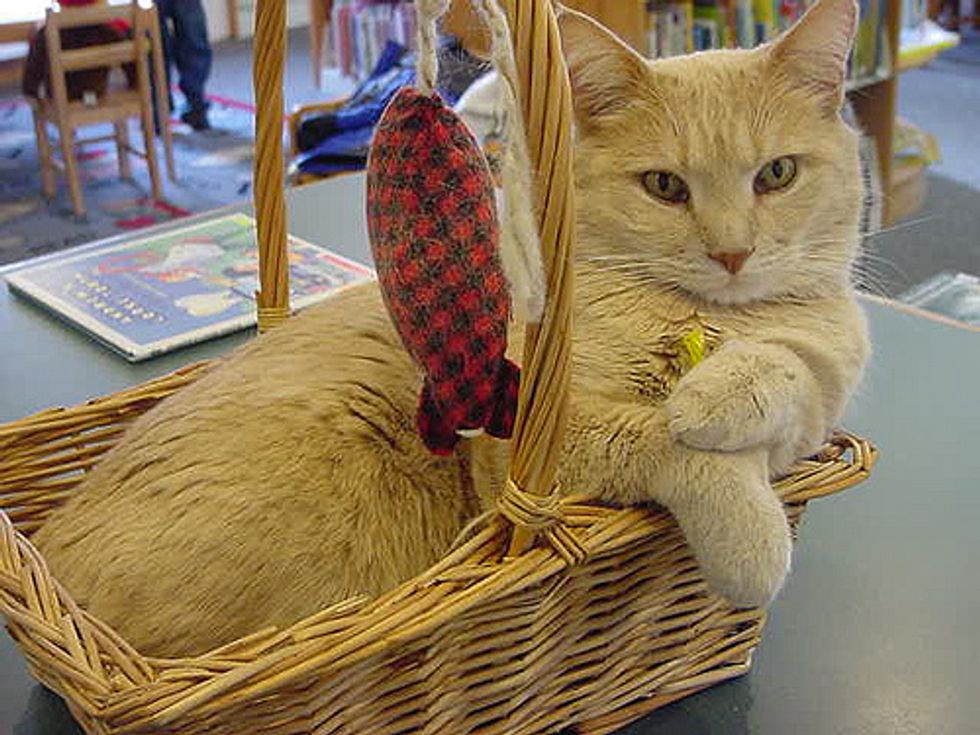 Library Cats from All Over the World - Love Meow