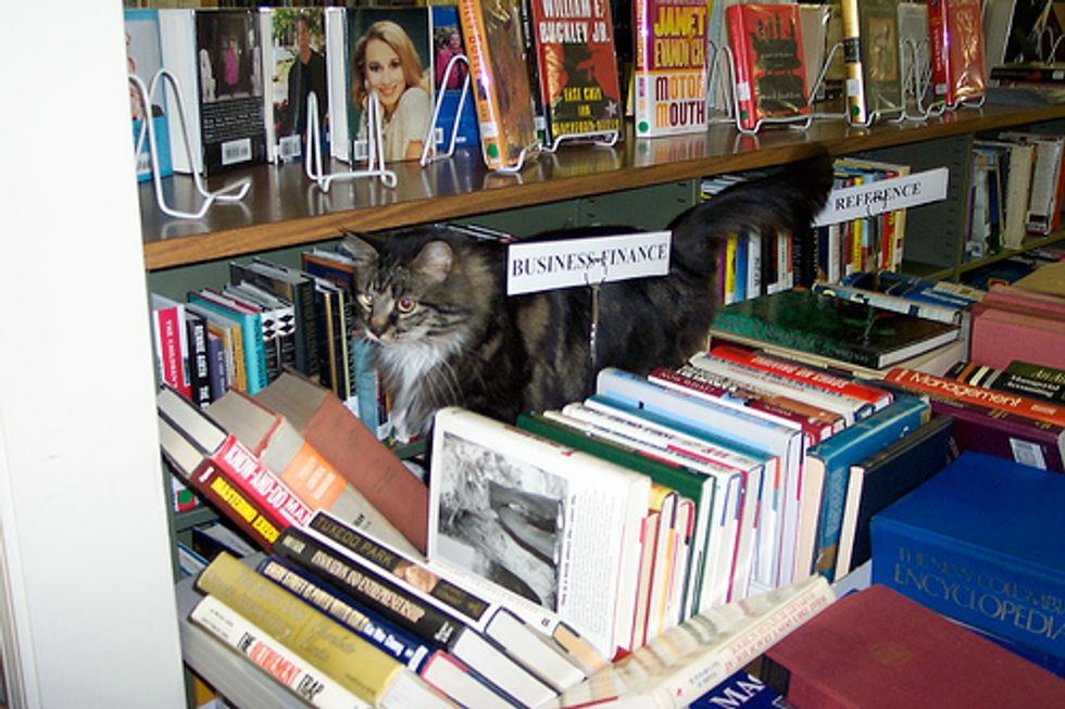Library Cats from All Over the World - Love Meow