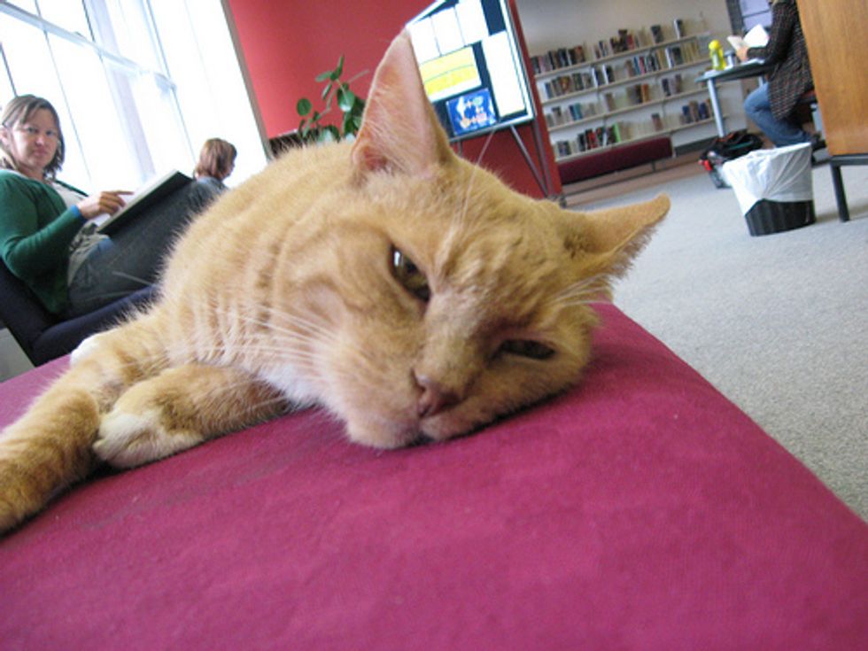 Library Cats from All Over the World - Love Meow