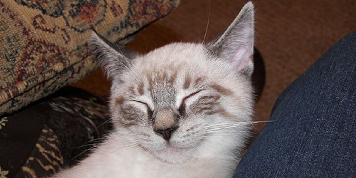 Happy and Smiley Kittens and Cats - Love Meow