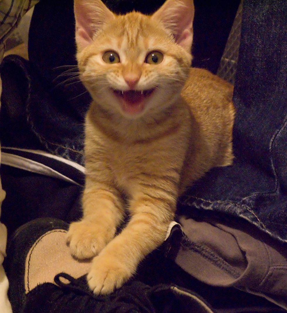 Happy and Smiley Kittens and Cats - Love Meow