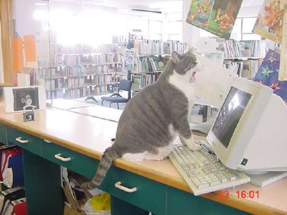 Library Cats from All Over the World - Love Meow