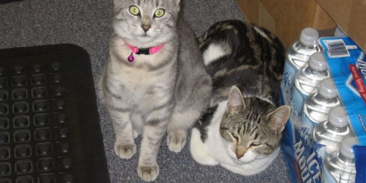 Library Cats from All Over the World - Love Meow