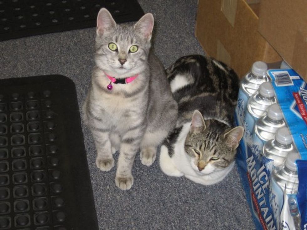 Library Cats from All Over the World - Love Meow