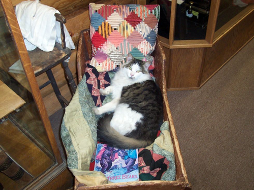 Library Cats from All Over the World - Love Meow