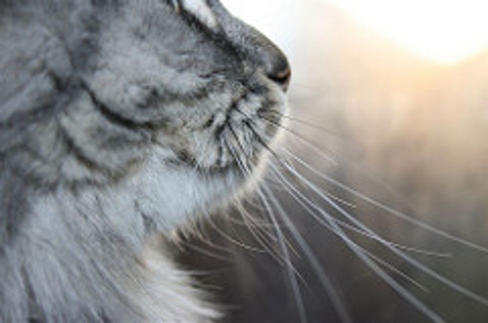 The Amazing Body of Cats - Love Meow