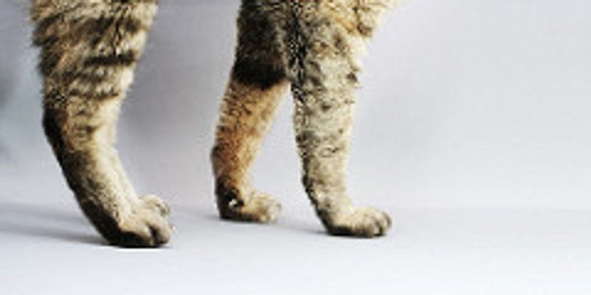 The Amazing Body of Cats - Love Meow