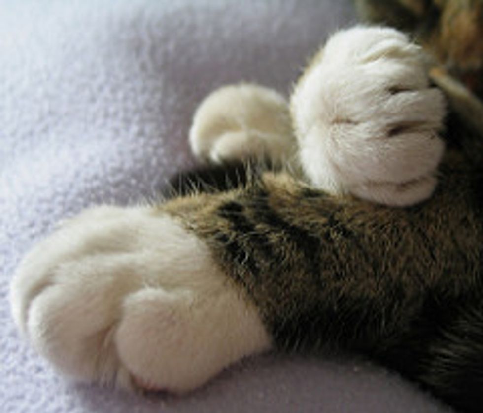 The Amazing Body of Cats - Love Meow