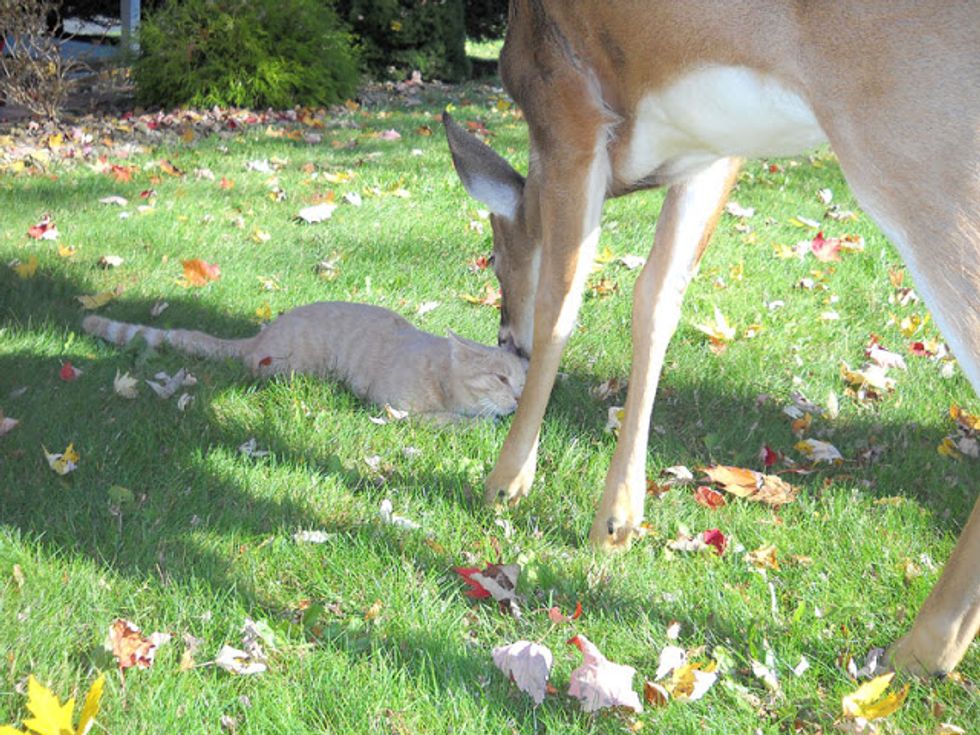 Odd but Lovely Friendship between a Cat and a Deer - Love Meow