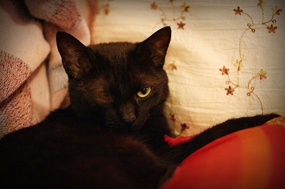 Black the One Eyed Cat - Love Meow