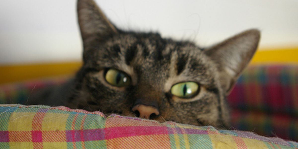 Mister Meanor Police Department Cat - Love Meow