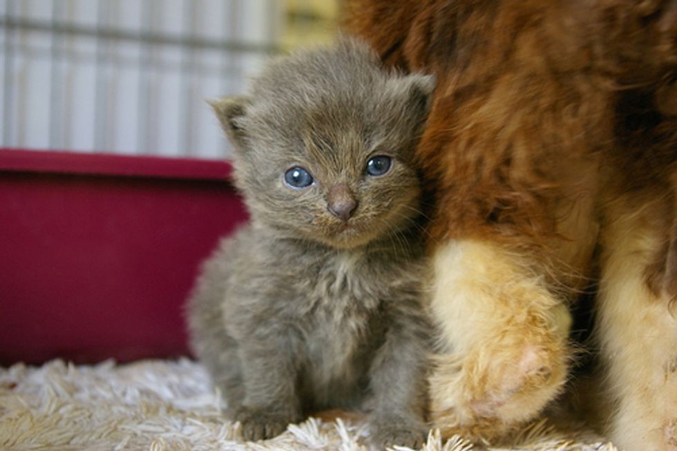 Adorable Kittens from SOS Animals - Love Meow