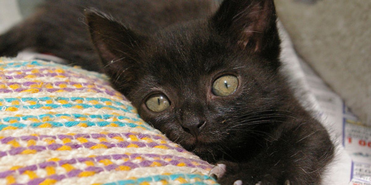 Adorable Kittens from SOS Animals - Love Meow