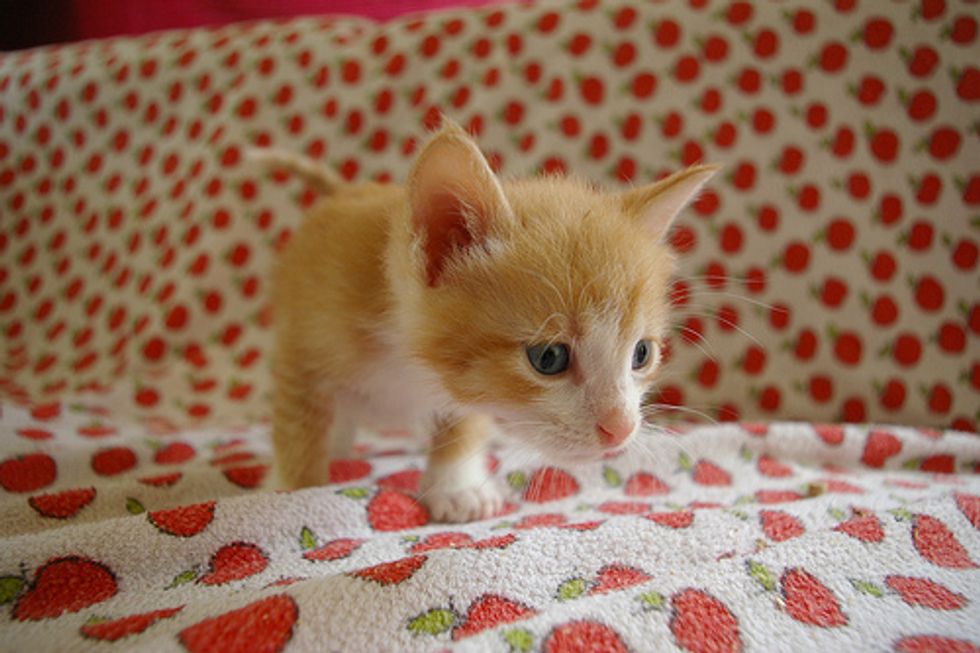 Adorable Kittens from SOS Animals - Love Meow