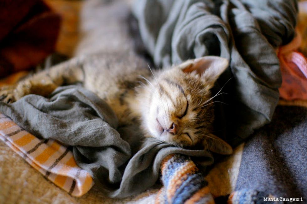 Frida the Lovely Tabby Cat - Love Meow