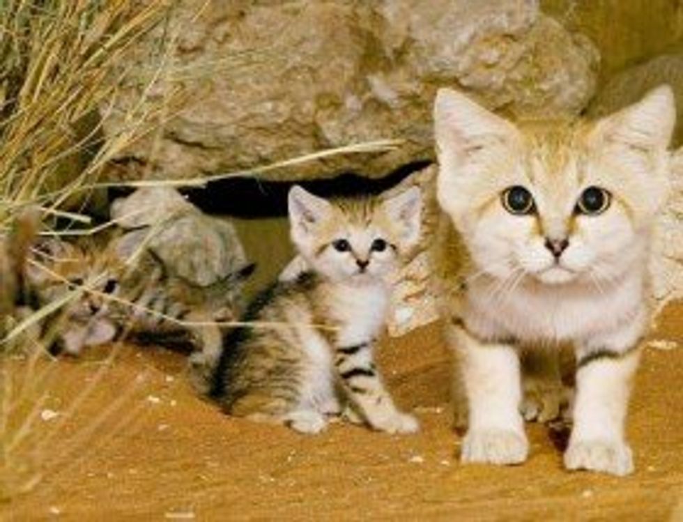 Endangered Sand Cats Now Can be Seen at Cincinnati Zoo - Love Meow