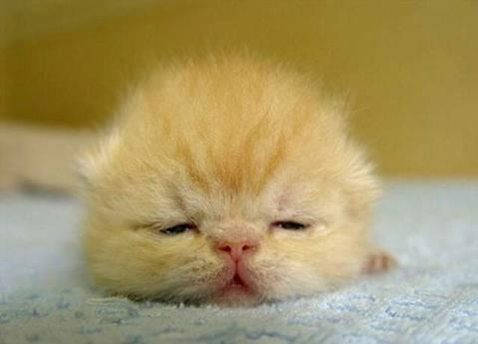 Tiny Itty Bitty Kittens - Love Meow