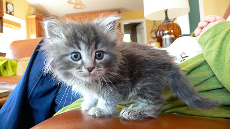 Tiny Itty Bitty Kittens - Love Meow