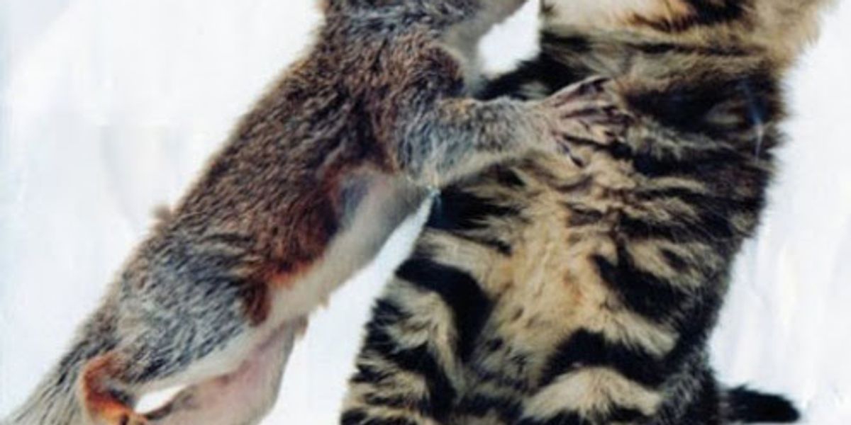 Jan Cat of the Month Final Round - Love Meow