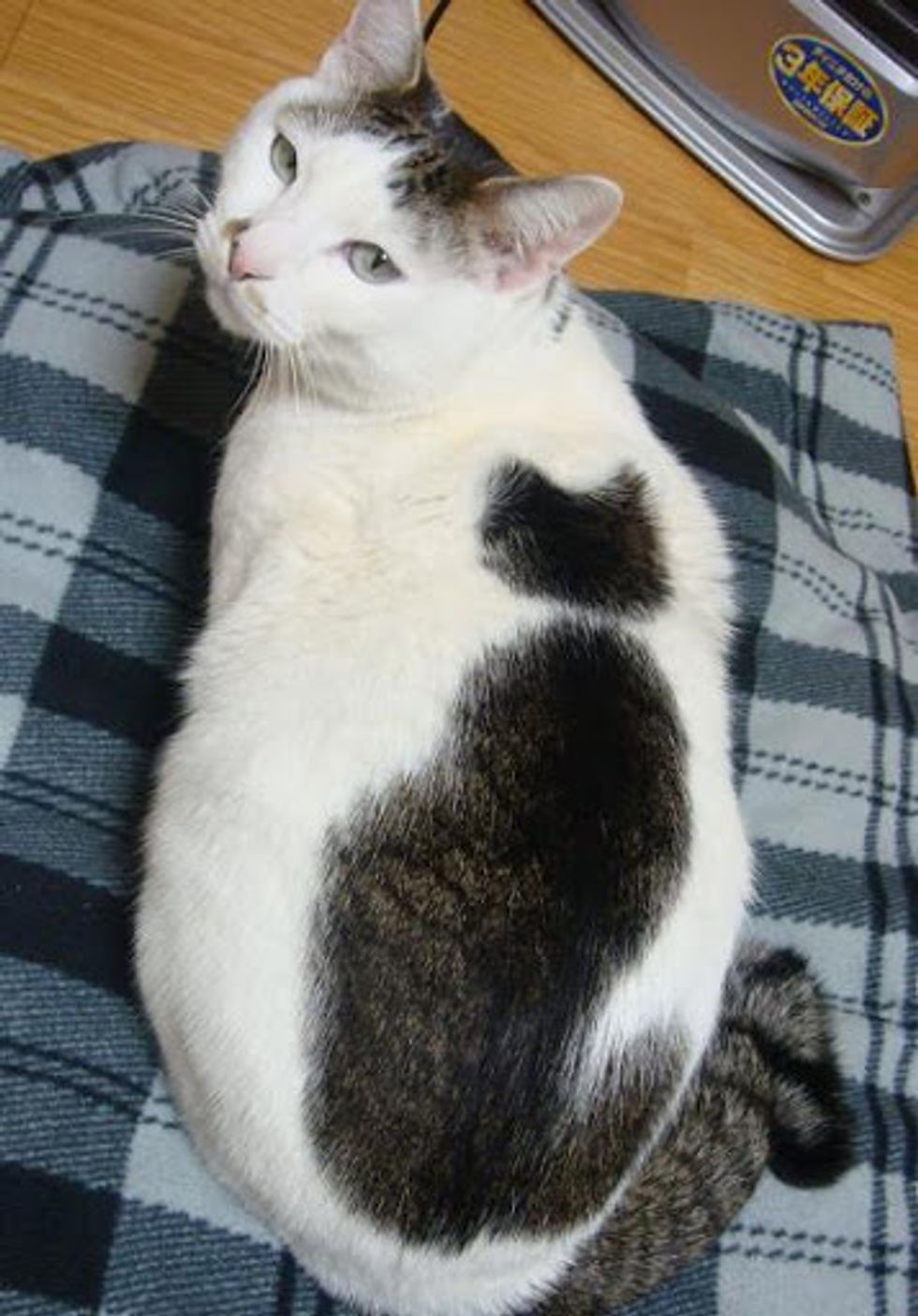 Cat Has Another Cat on His Back - Love Meow
