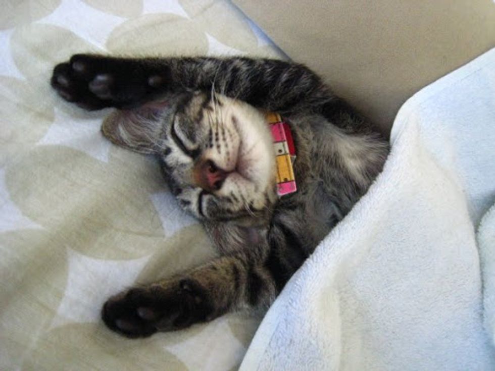 January Cat of the Month Results - Love Meow