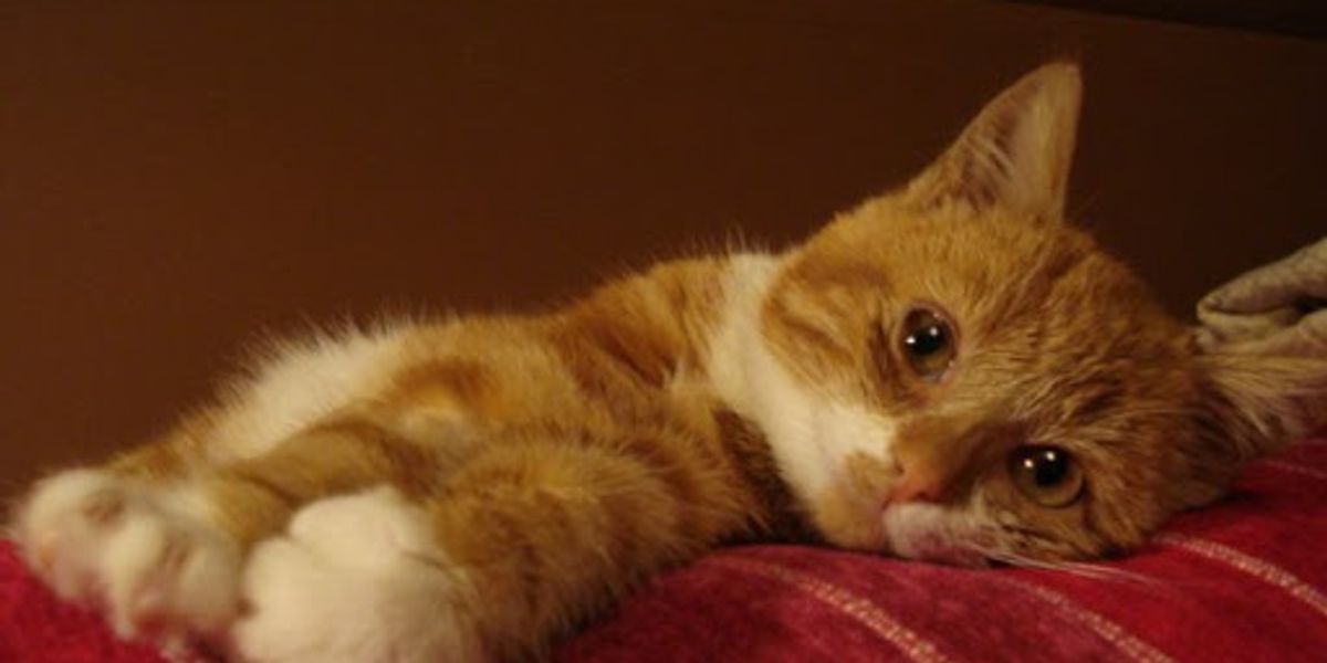 January Cat of the Month Results - Love Meow