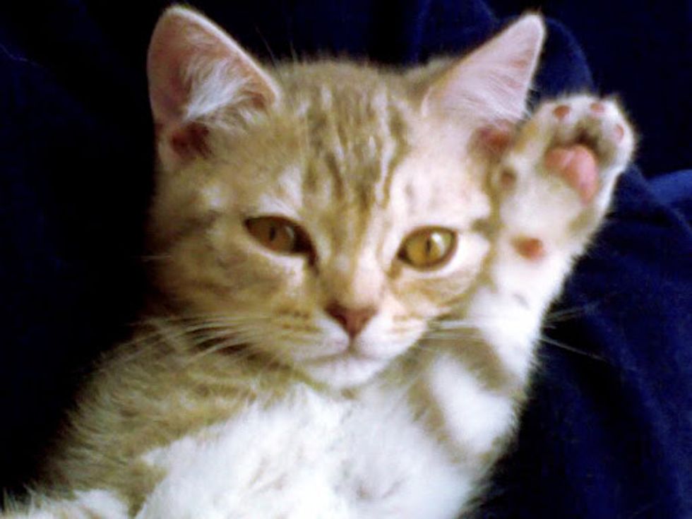 January Cat of the Month Results - Love Meow