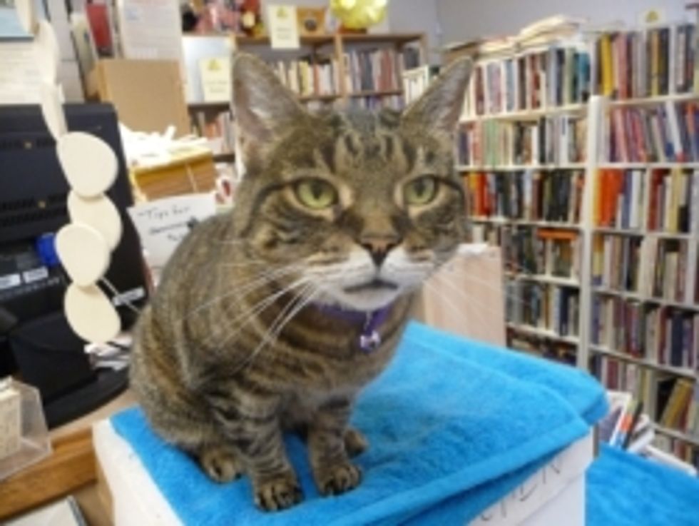 Bookstore Cats from Different Parts of the World - Love Meow