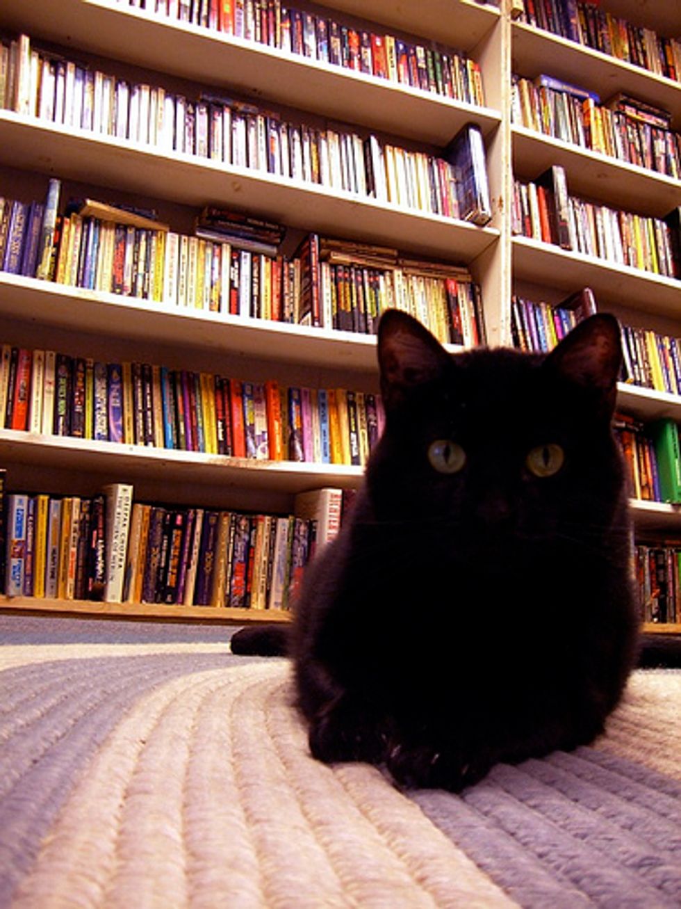 Bookstore Cats from Different Parts of the World - Love Meow