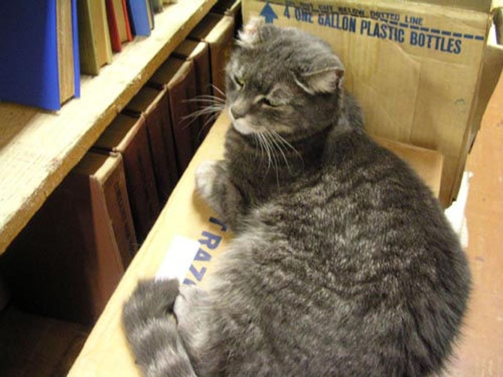 Bookstore Cats from Different Parts of the World - Love Meow