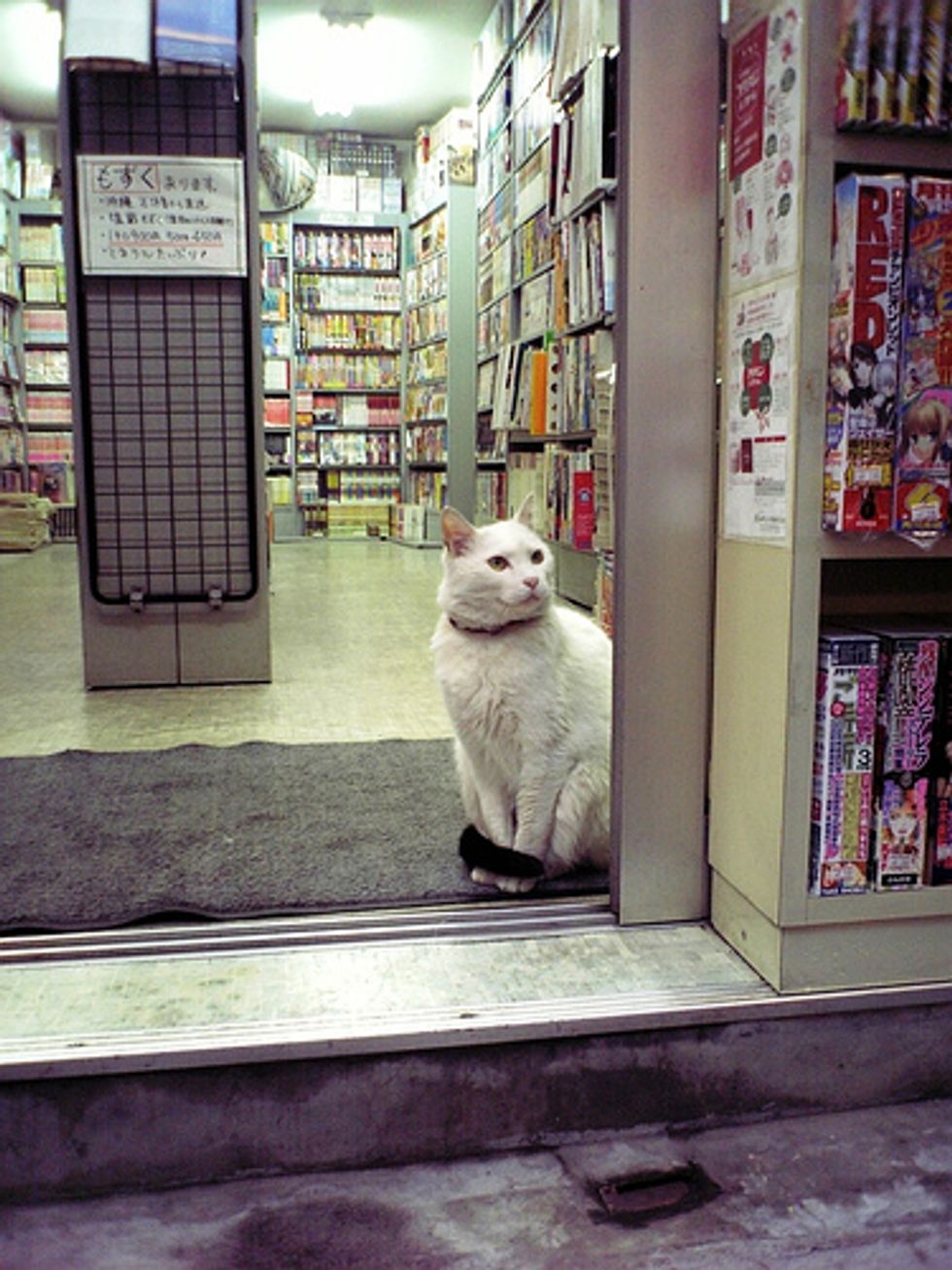Bookstore Cats from Different Parts of the World - Love Meow