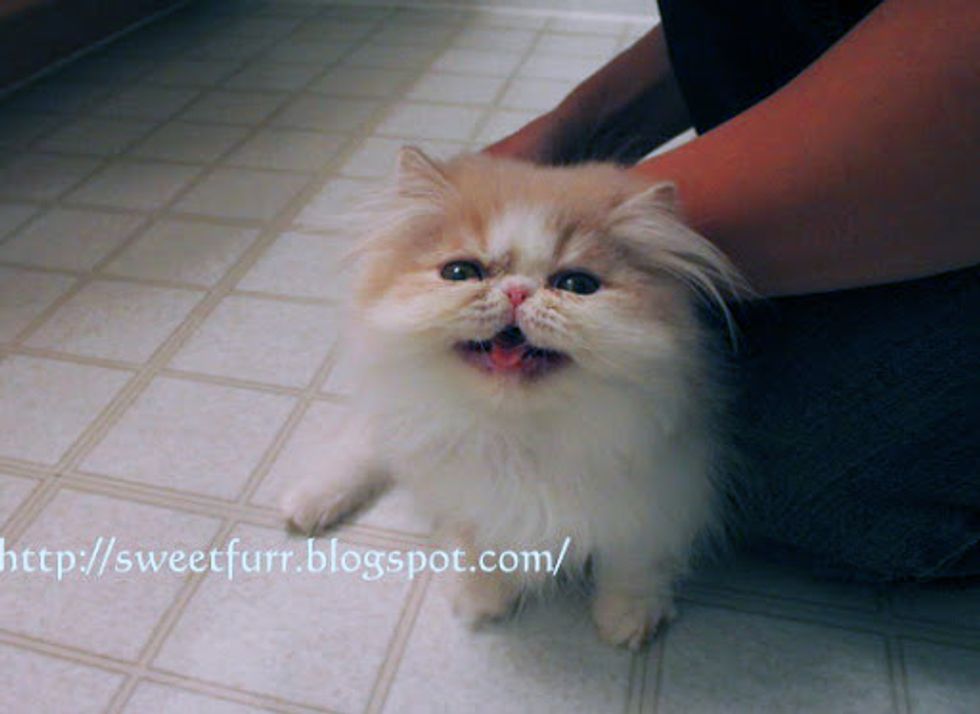 Beautiful Kitten Brothers - Love Meow