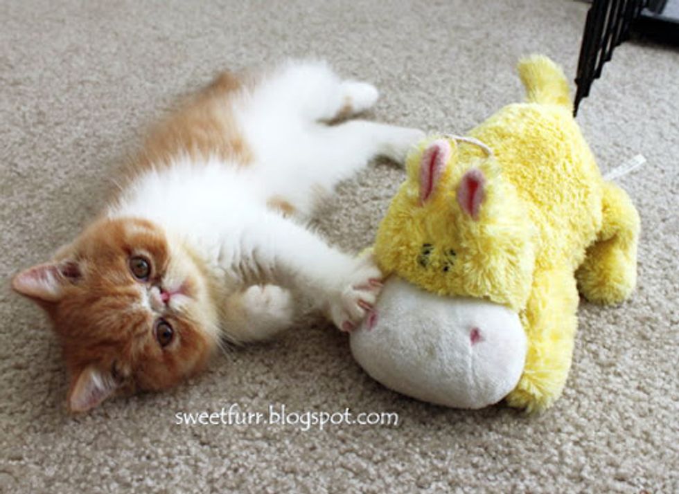 Beautiful Kitten Brothers - Love Meow