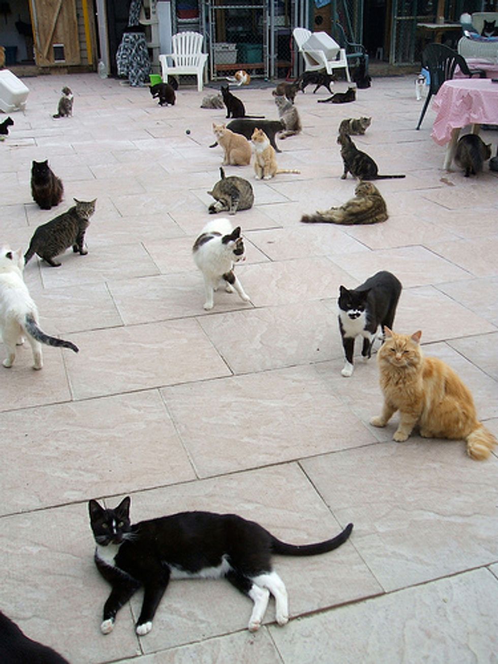 RAPS Cat Sanctuary - Love Meow