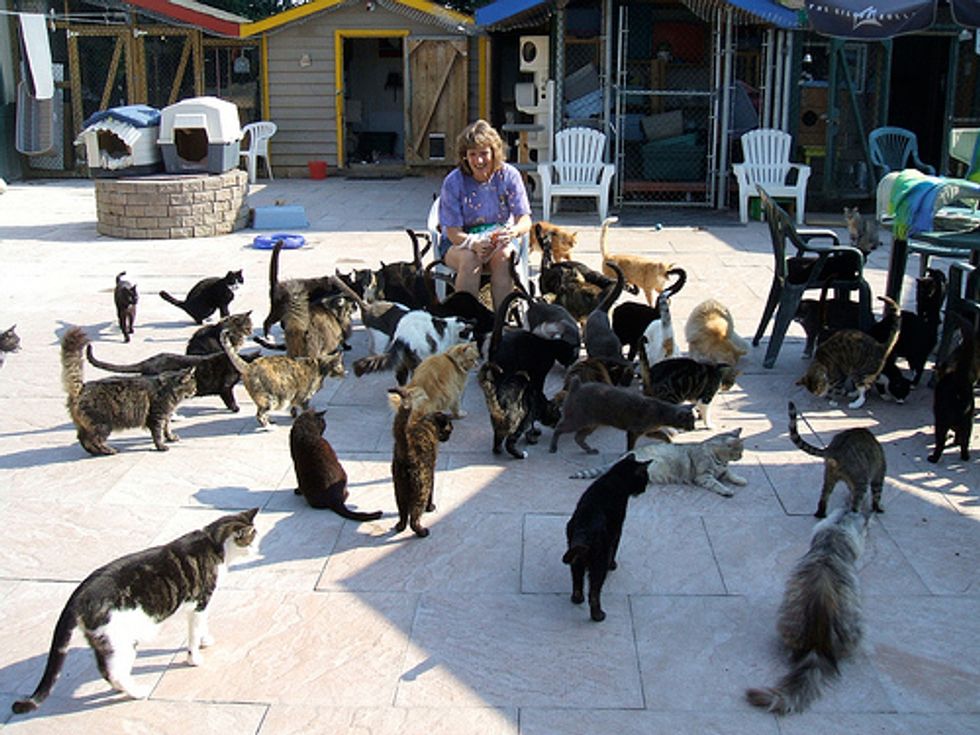 RAPS Cat Sanctuary - Love Meow