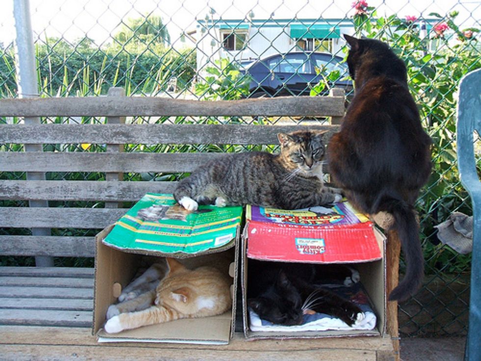 RAPS Cat Sanctuary - Love Meow