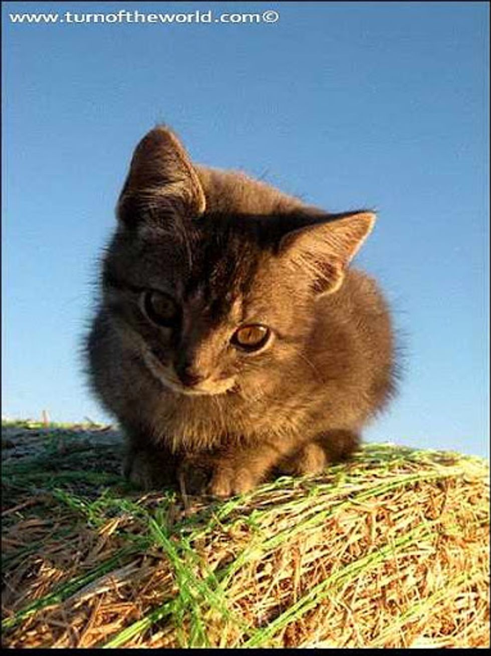 Kitty the Most Adventurous Backpacking Cat in the World - Love Meow