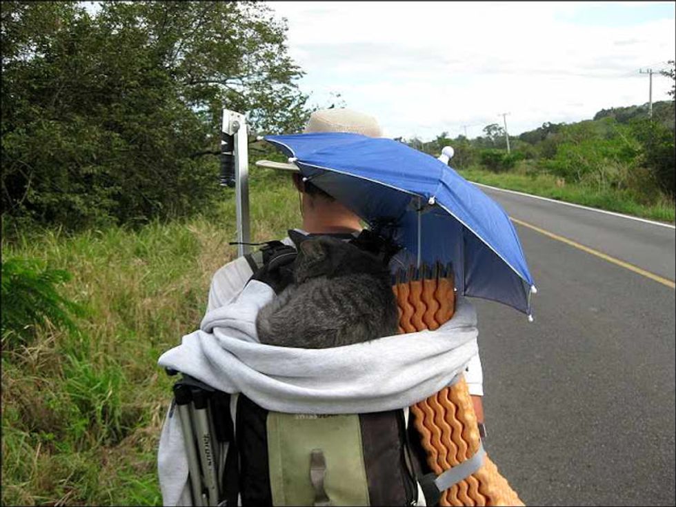 Kitty the Most Adventurous Backpacking Cat in the World - Love Meow