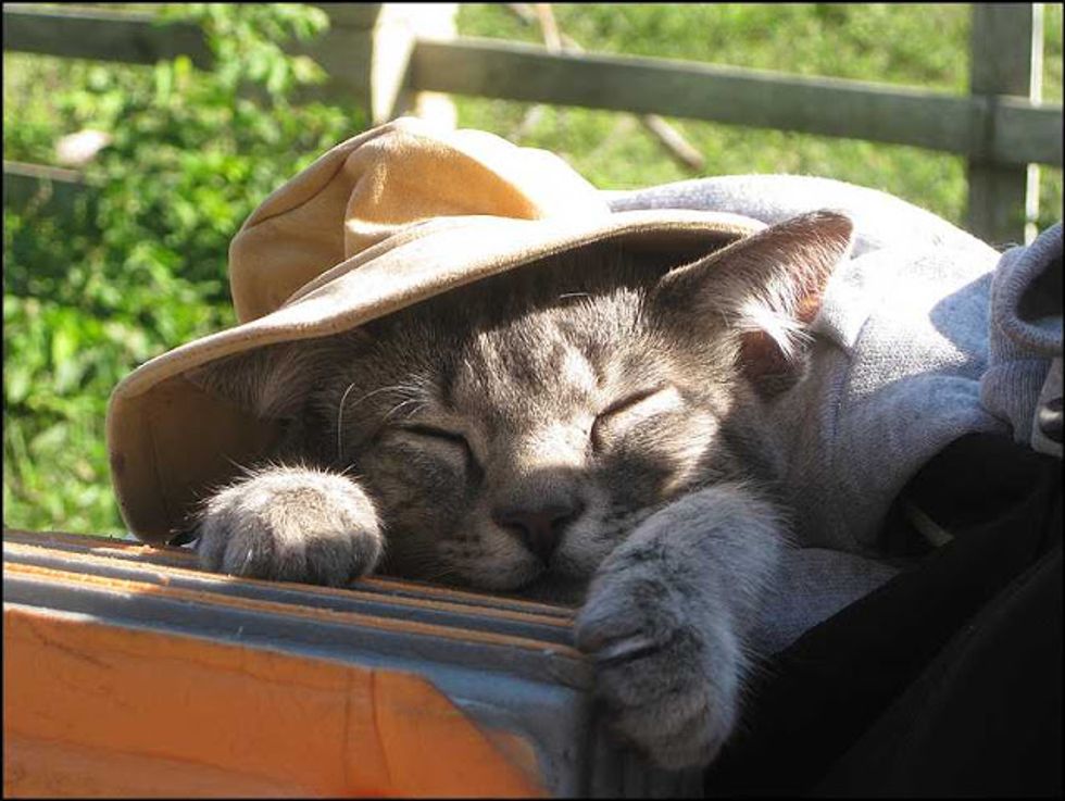 Kitty the Most Adventurous Backpacking Cat in the World - Love Meow