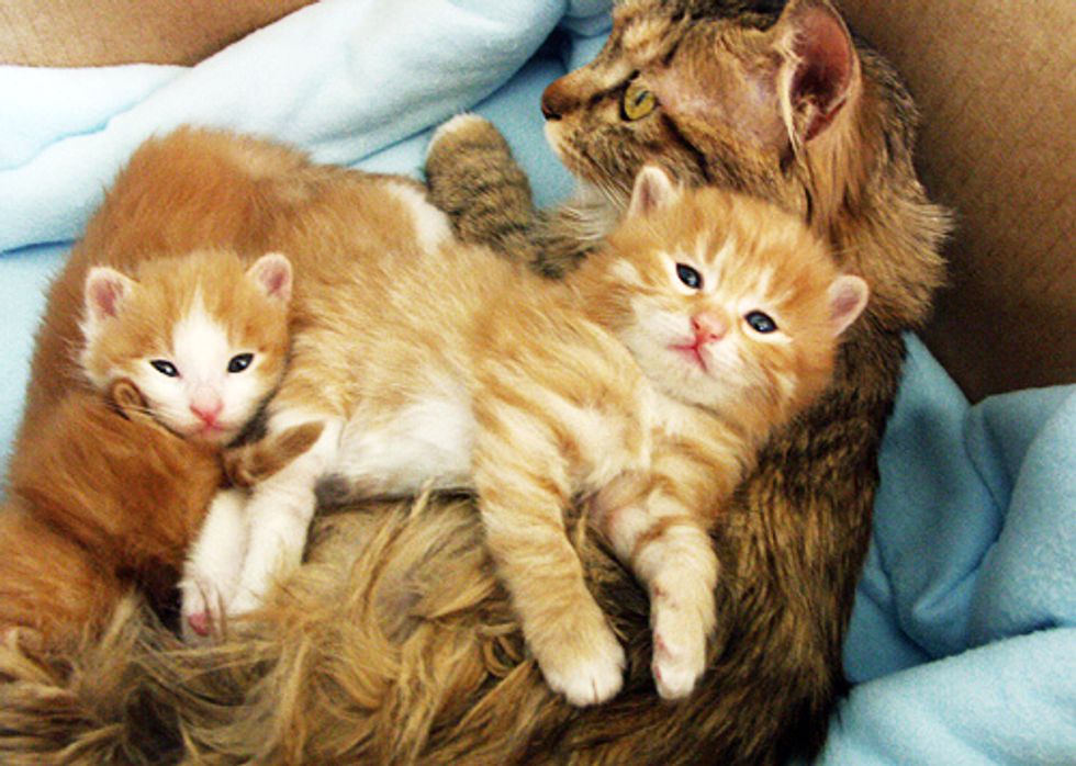 Fluffy Cat Family Portrait Photos - Love Meow