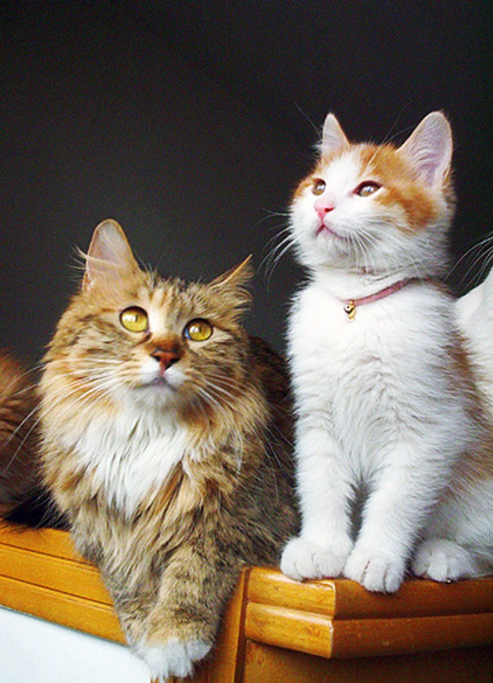 Fluffy Cat Family Portrait Photos - Love Meow