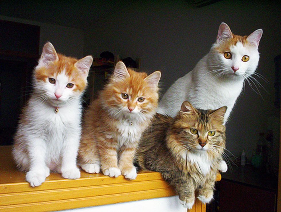 Fluffy Cat Family Portrait Photos - Love Meow