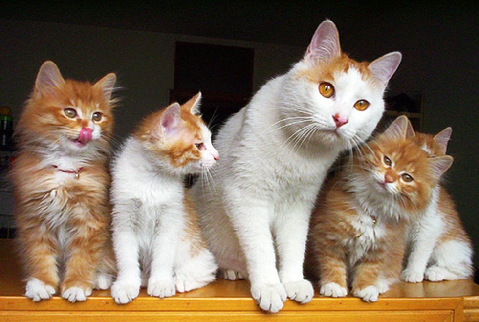 Fluffy Cat Family Portrait Photos - Love Meow