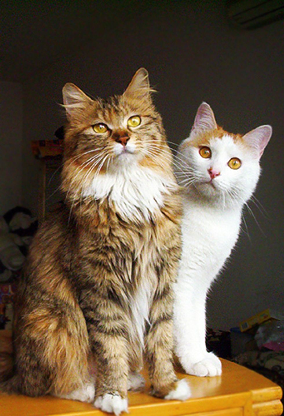 Fluffy Cat Family Portrait Photos - Love Meow