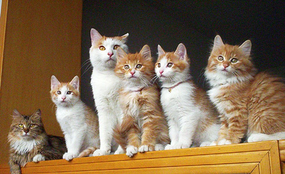 Fluffy Cat Family Portrait Photos - Love Meow