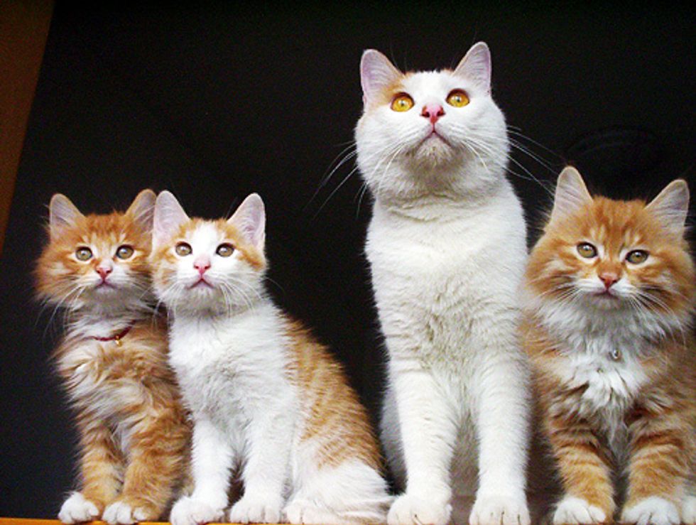 Fluffy Cat Family Portrait Photos - Love Meow
