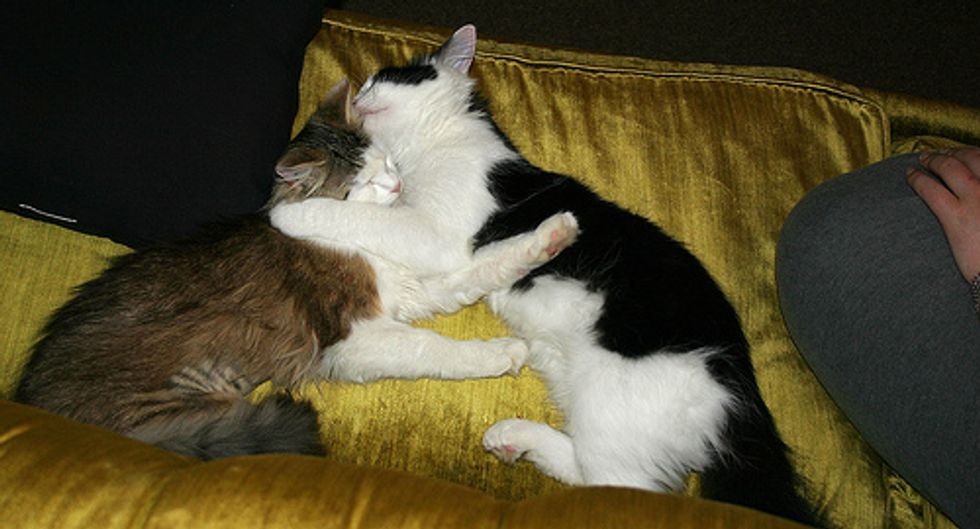 Top 15 Cat Qualities - Love Meow