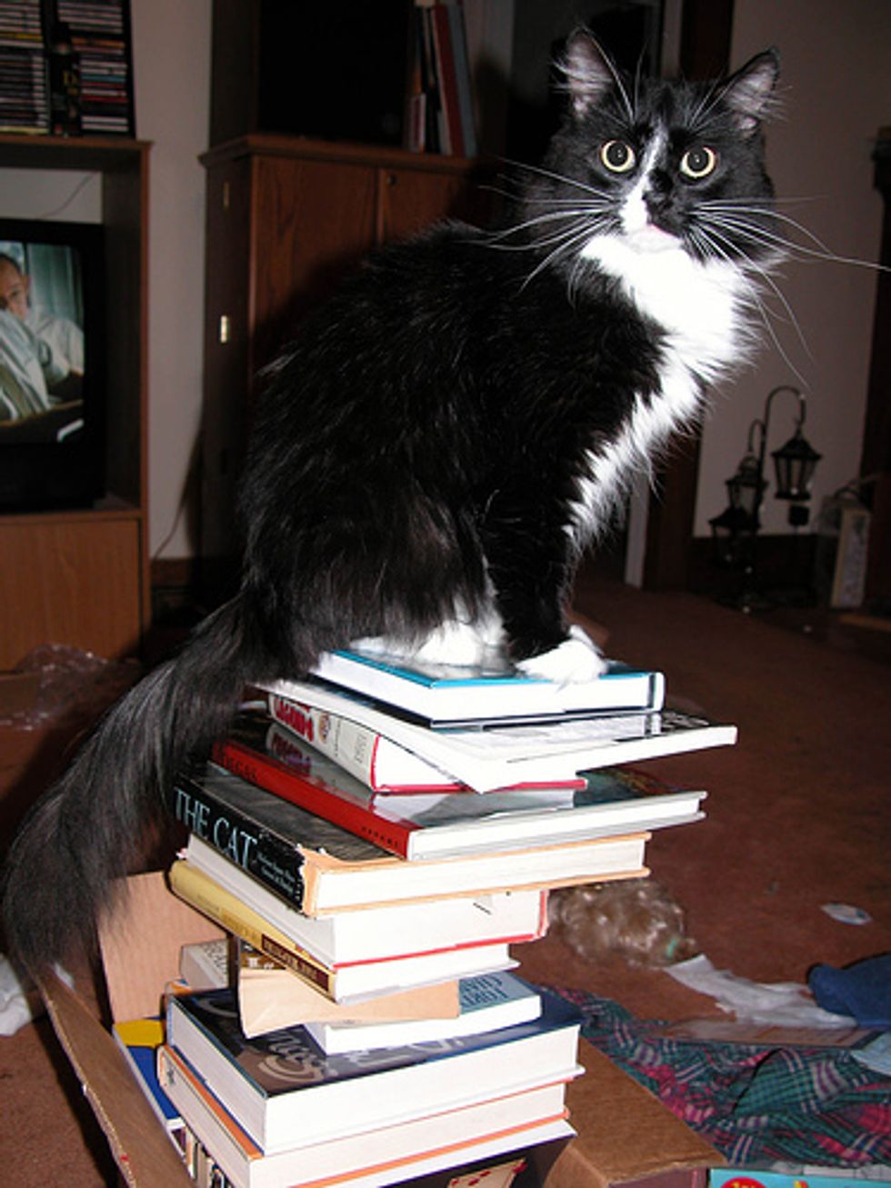 Top 15 Cat Qualities - Love Meow