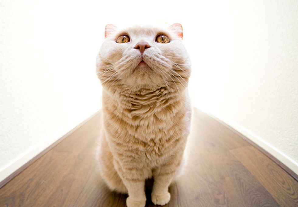 Top 15 Cat Qualities - Love Meow