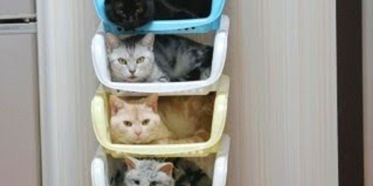 New Way to Organize Your Cats - Love Meow